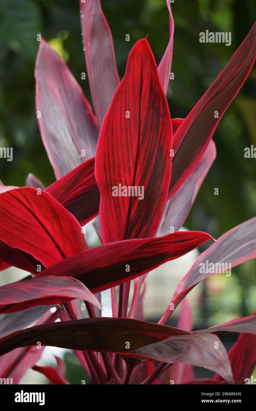 Cordyline fruticosa commonly called ti plant, palm lily, cabbage palm ...
