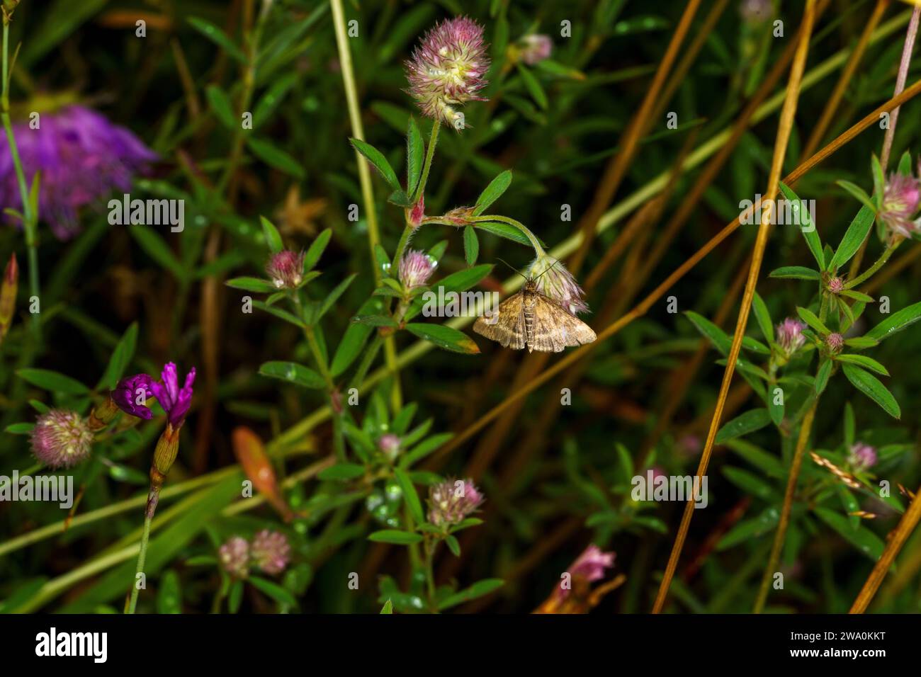 Straw barred pearl moth hi-res stock photography and images - Alamy