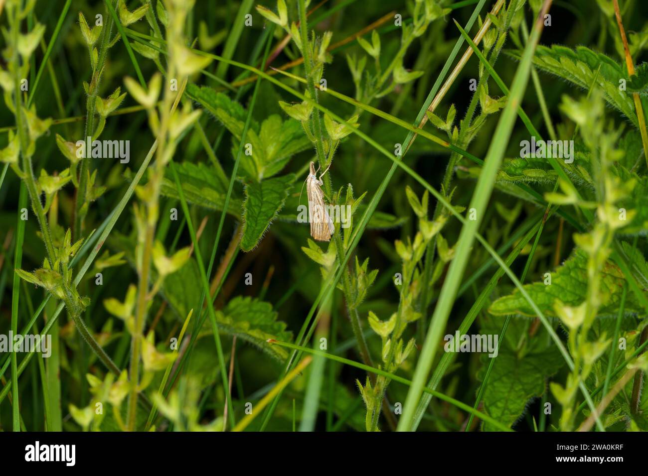 Chrysoteuchia culmella Family Crambidae Genus Chrysoteuchia Garden ...