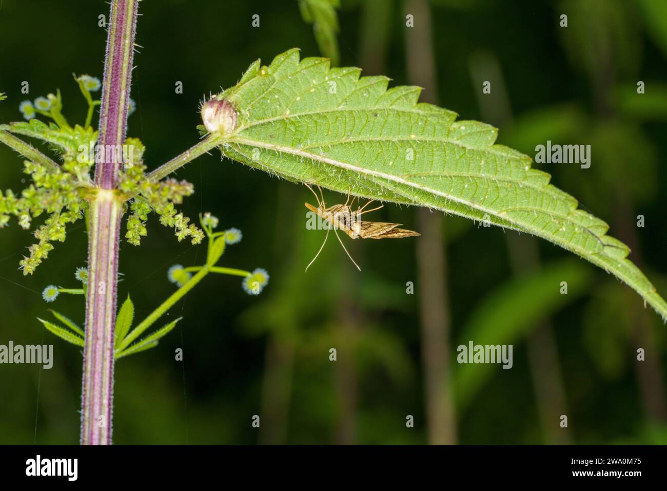 Sitochroa verticalis Family Crambidae Genus Sitochroa Lesser pearl moth ...