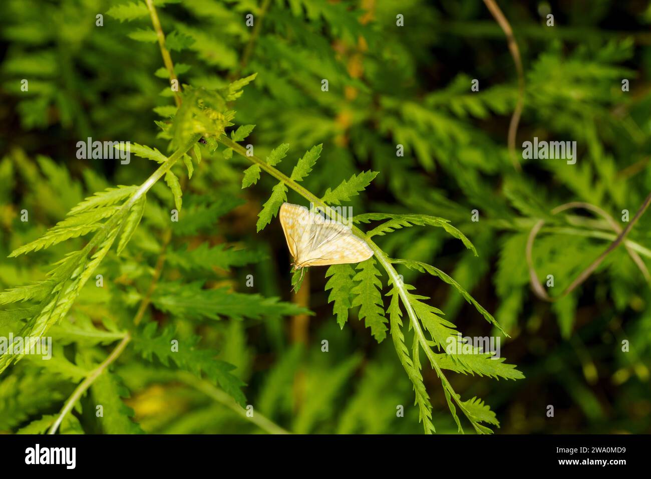 Sitochroa verticalis Family Crambidae Genus Sitochroa Lesser pearl moth ...