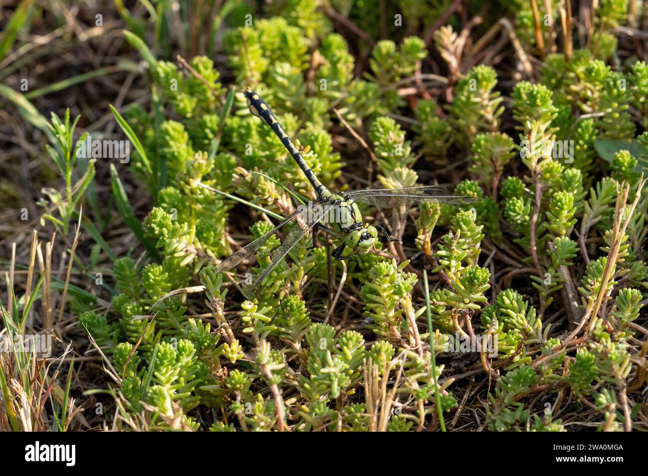 Ophiogomphus cecilia Family Gomphidae Genus Ophiogomphus Green ...