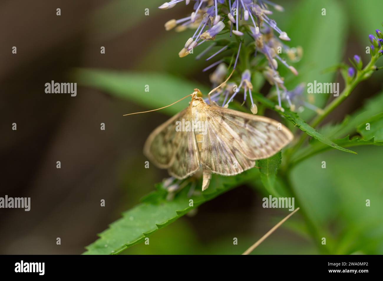 Patania ruralis Family Crambidae Genus Patania Mother of pearl moth ...