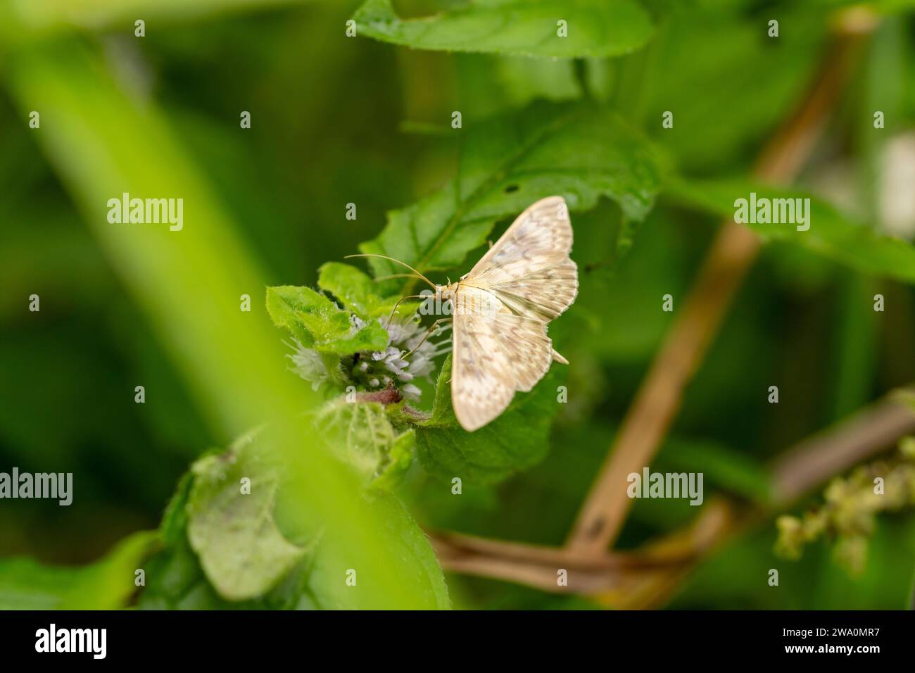 Patania ruralis Family Crambidae Genus Patania Mother of pearl moth ...