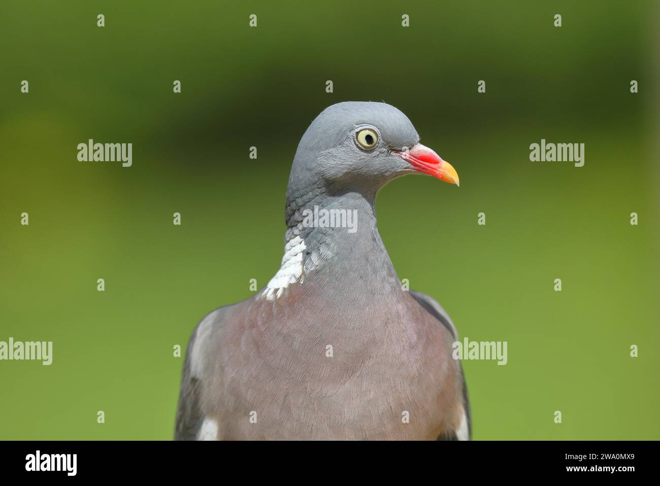 Common wood pigeon hi-res stock photography and images - Alamy