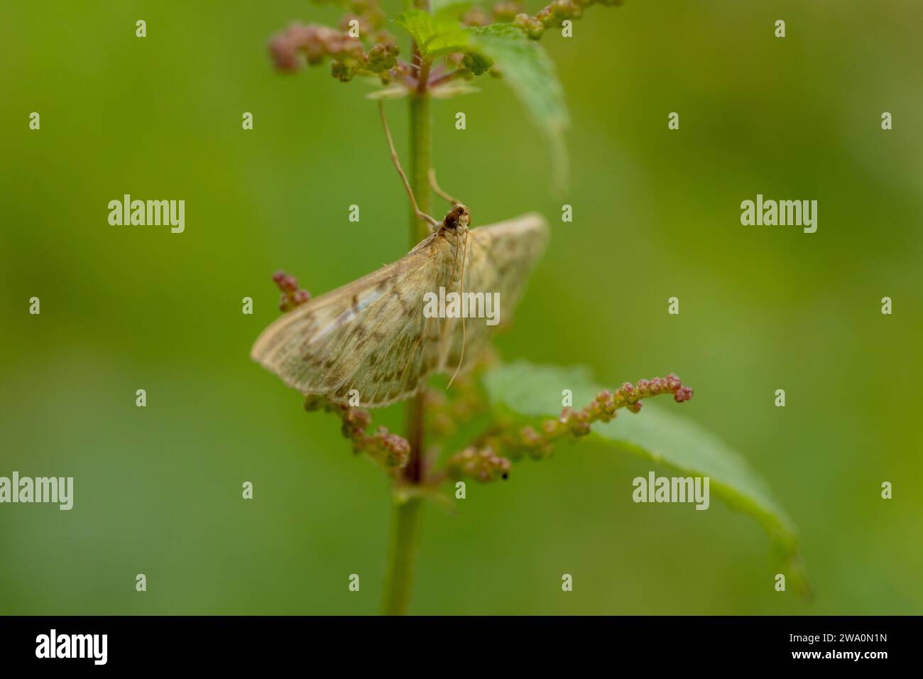 Patania ruralis Family Crambidae Genus Patania Mother of pearl moth ...