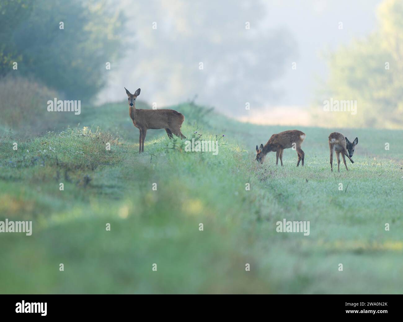 European roe deer (Capreolus capreolus), doe with two fawns, wildlife ...