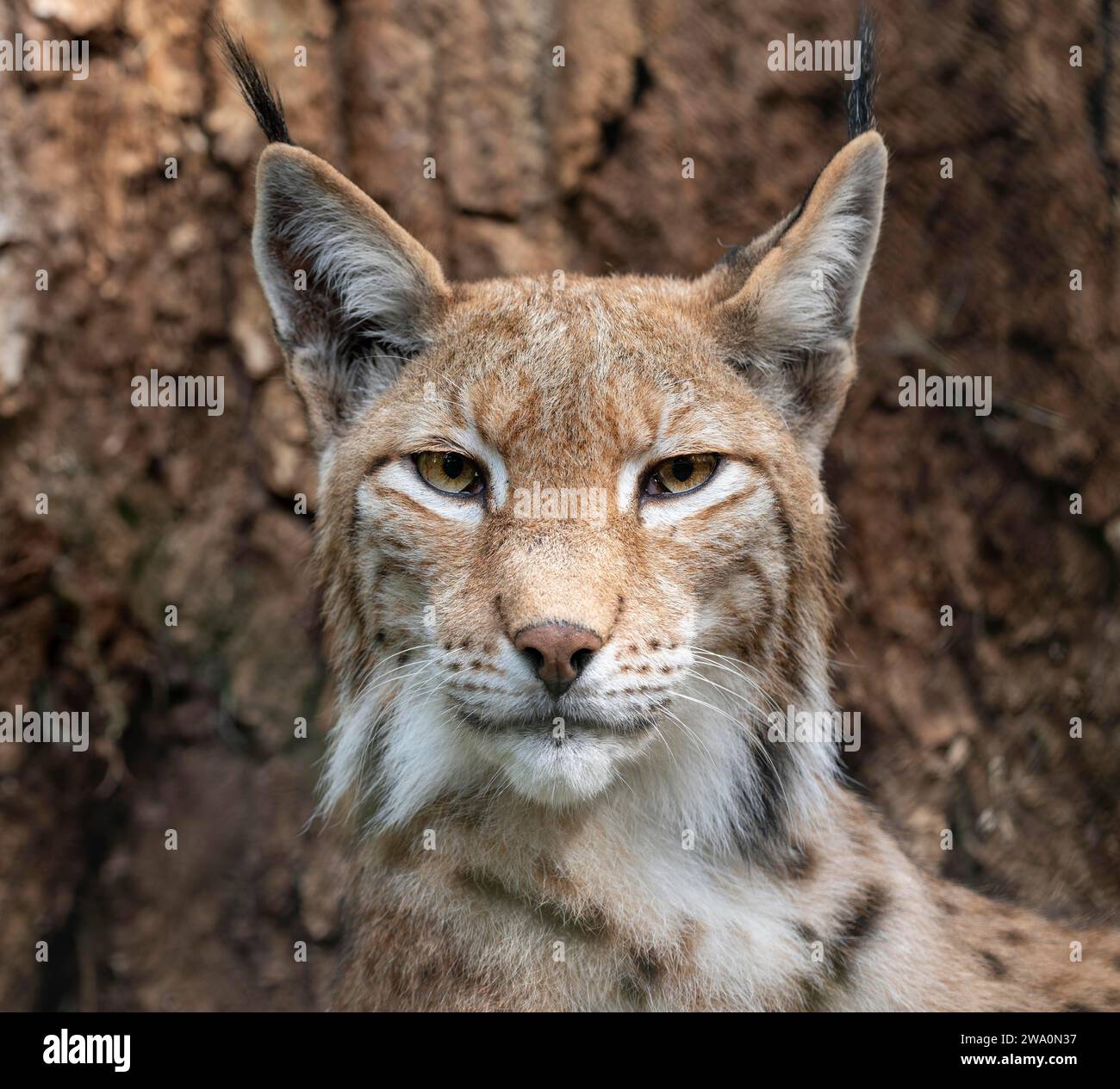 Eurasian lynx (Lynx lynx), portrait, captive, Germany, Europe Stock ...
