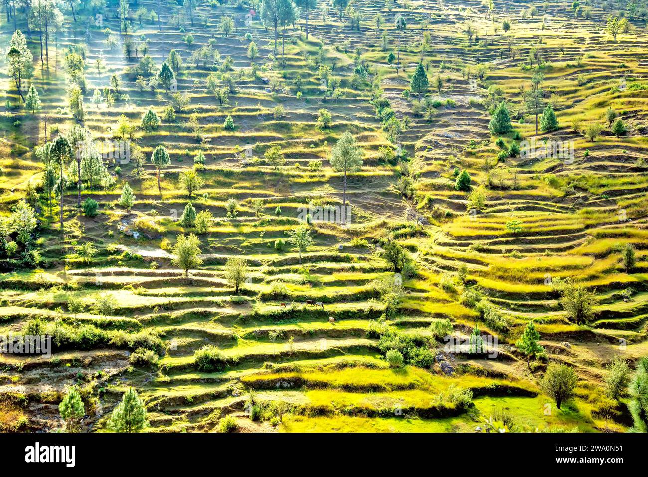 Lush green terraced fields cascade down rolling hills under a bright ...