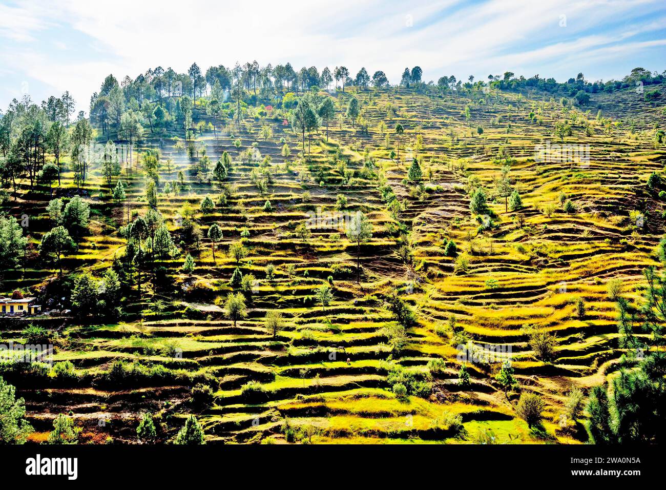 Lush green terraced fields cascade down rolling hills under a bright ...