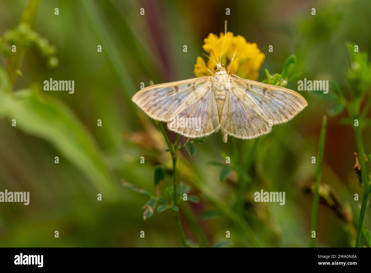 Patania ruralis Family Crambidae Genus Patania Mother of pearl moth ...