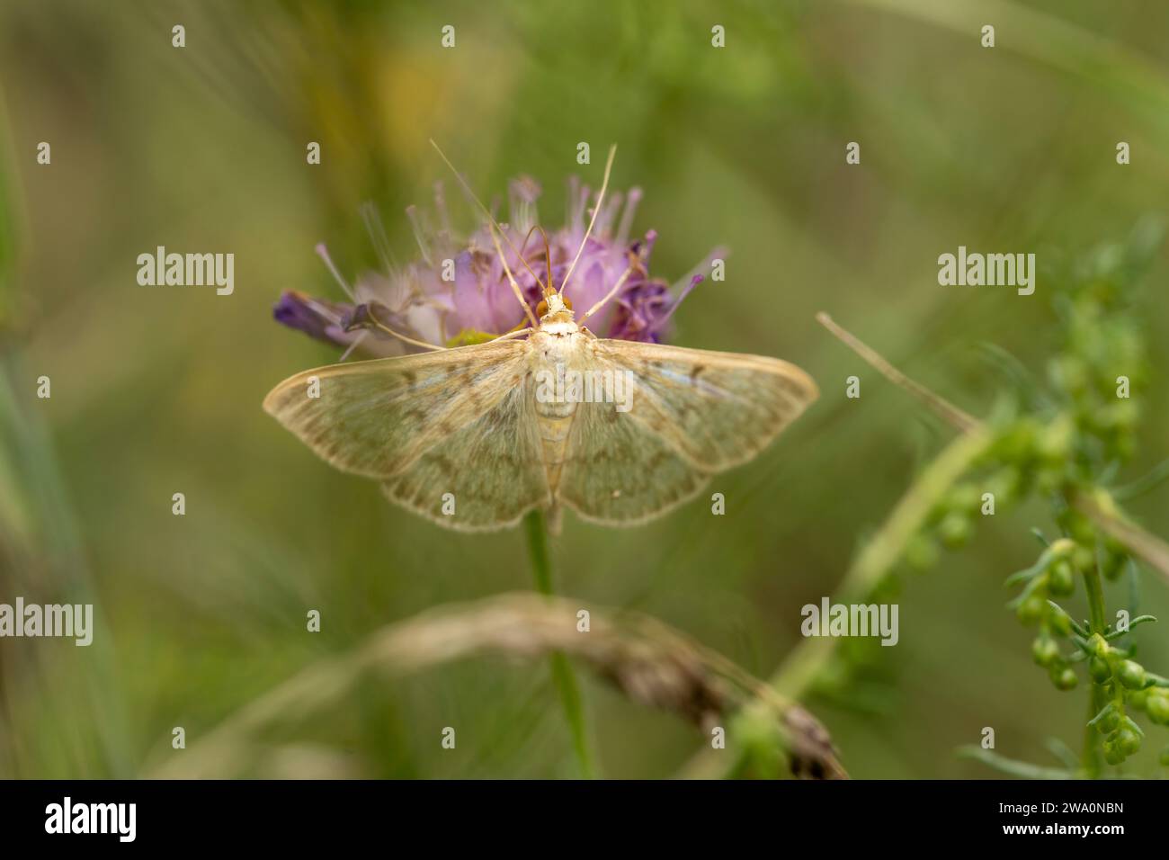 Patania ruralis Family Crambidae Genus Patania Mother of pearl moth ...
