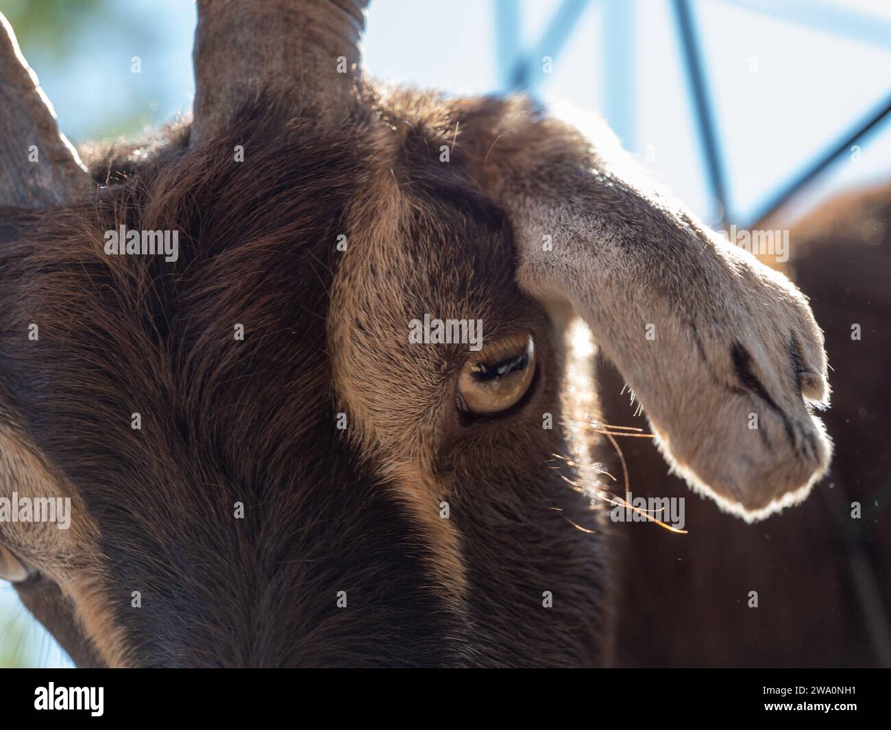 Goats eye hi-res stock photography and images - Alamy