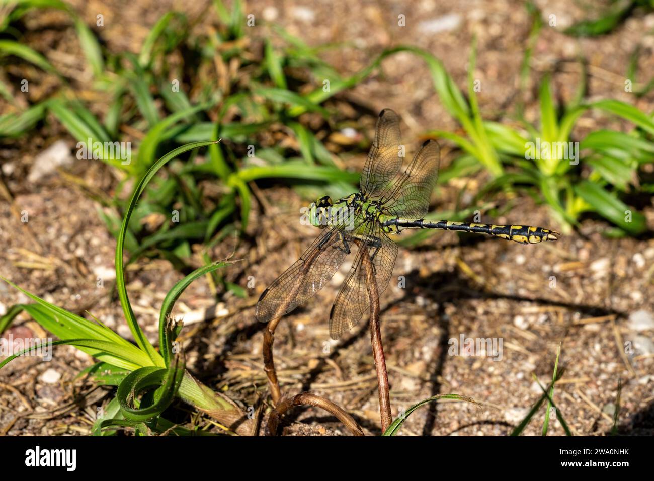 Ophiogomphus cecilia Family Gomphidae Genus Ophiogomphus Green ...