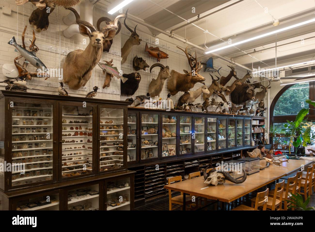 Edna Lawrence Nature lab at the Rhode Island School of Design in ...