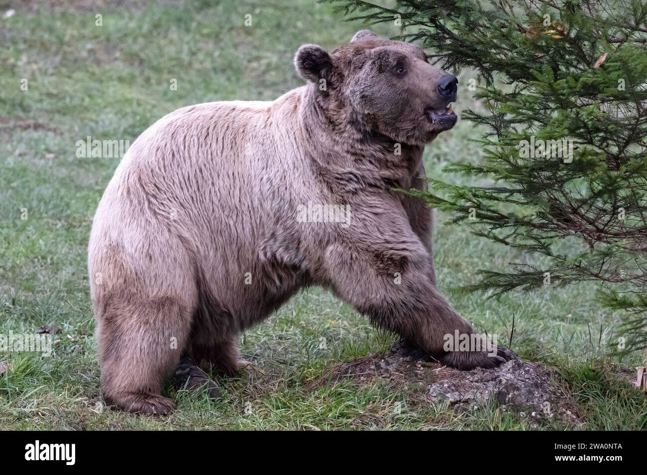 Syrian brown bear (Ursus arctos syriacus Stock Photo - Alamy