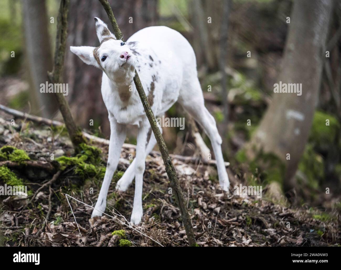 White roe hi-res stock photography and images - Alamy