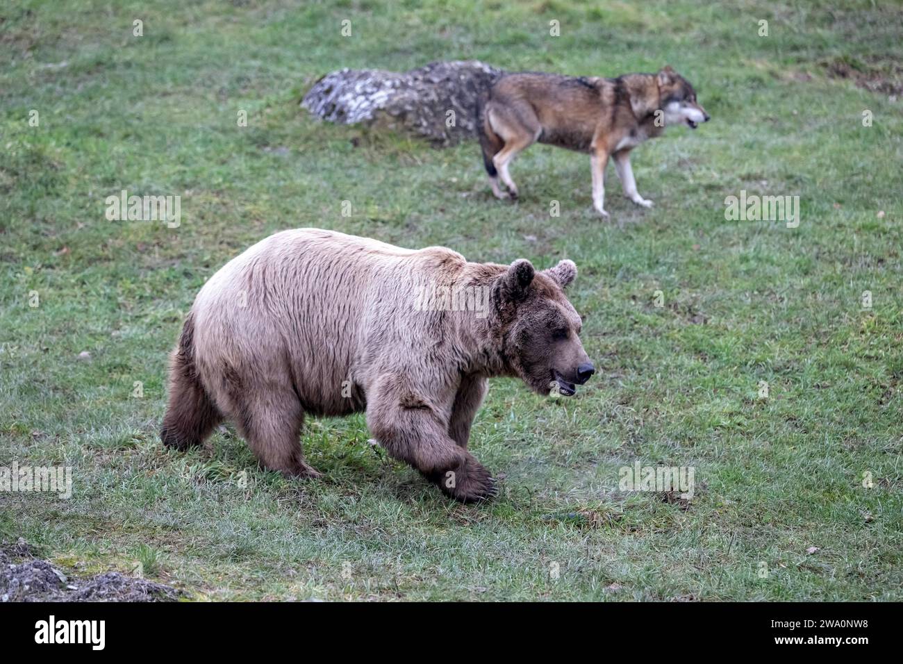 Syrian brown bear (Ursus arctos syriacus) hi. European gray wolf (Canis ...