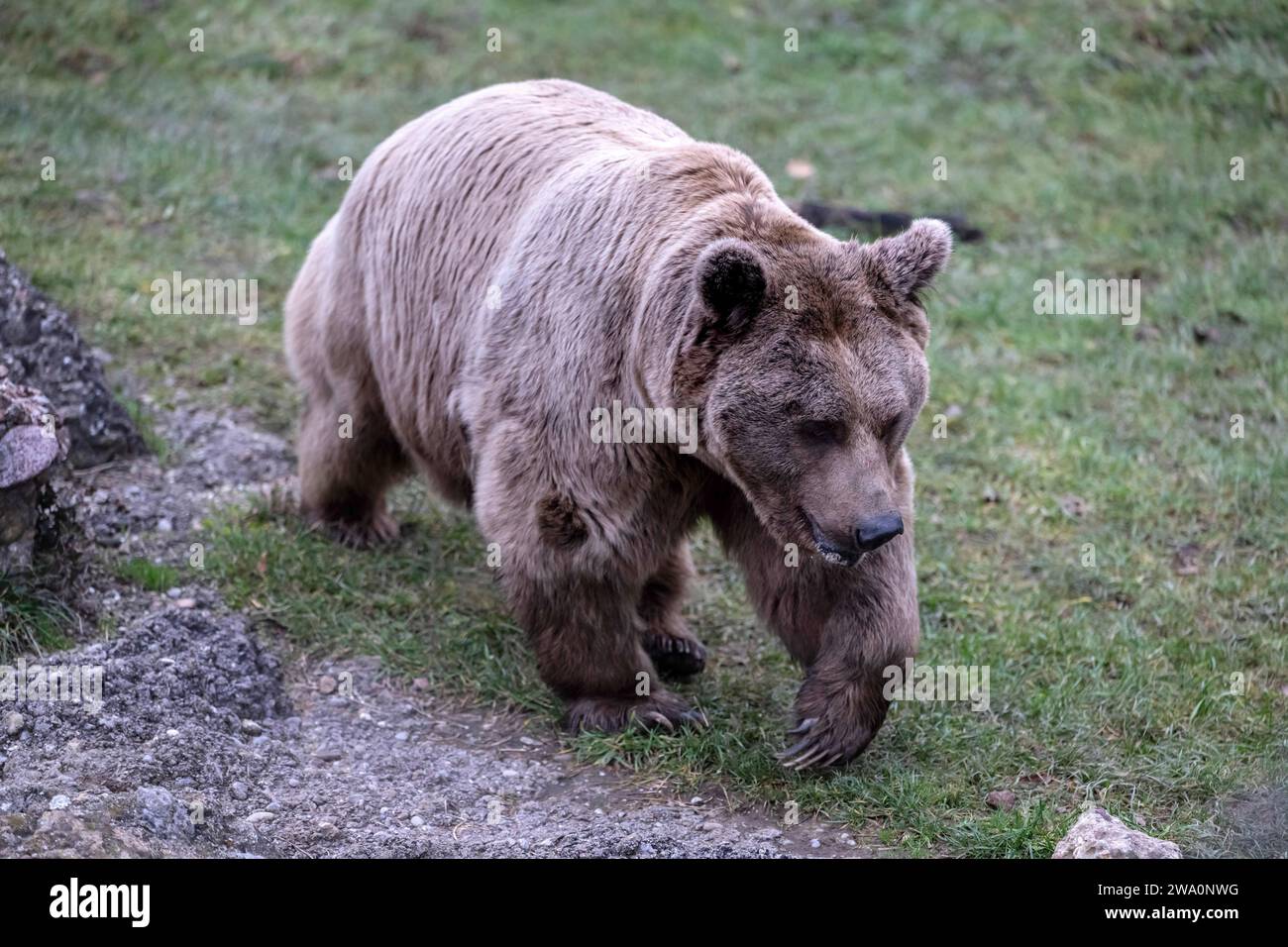 Syrian brown bear hi-res stock photography and images - Alamy