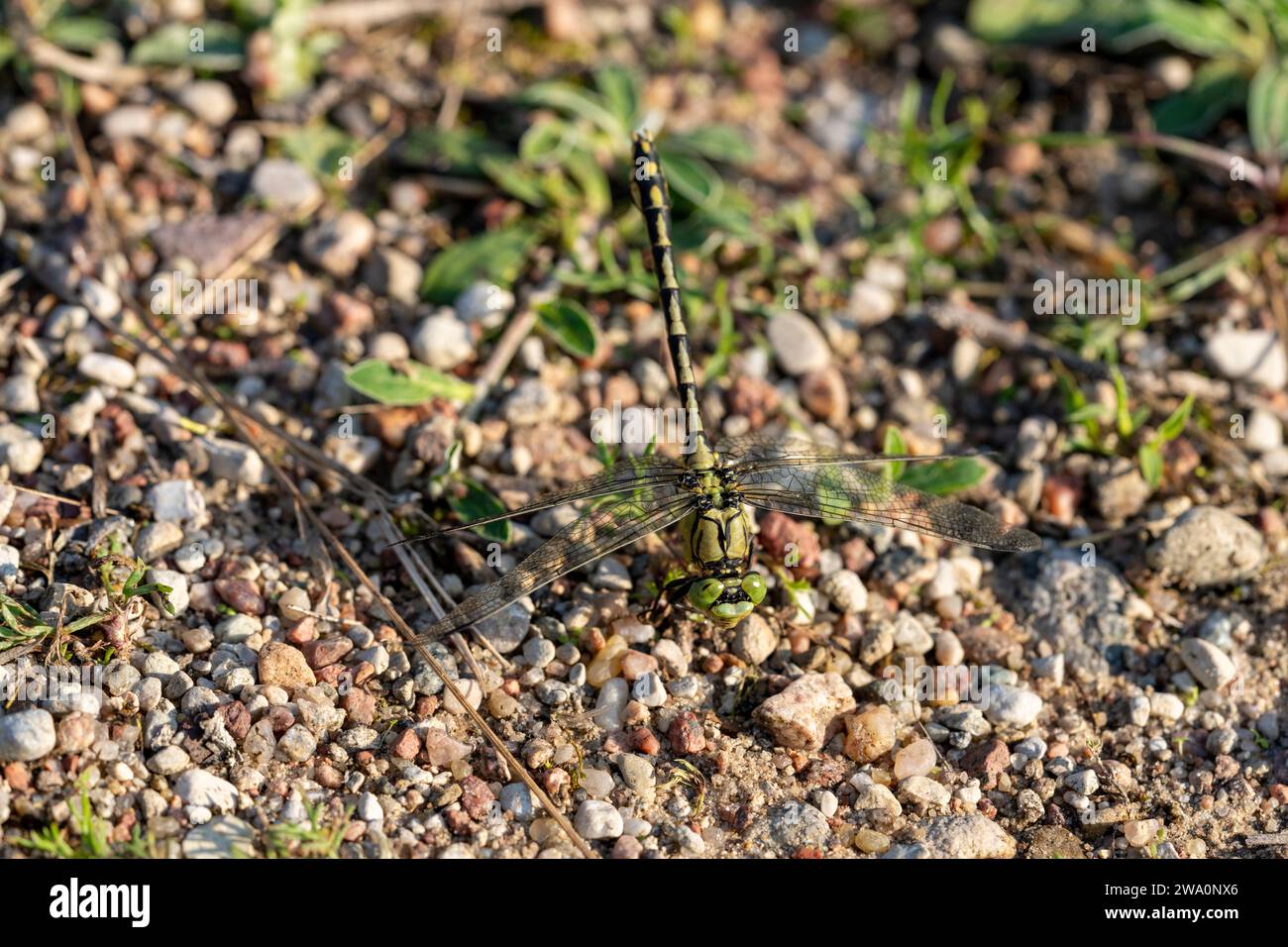Ophiogomphus cecilia Family Gomphidae Genus Ophiogomphus Green ...