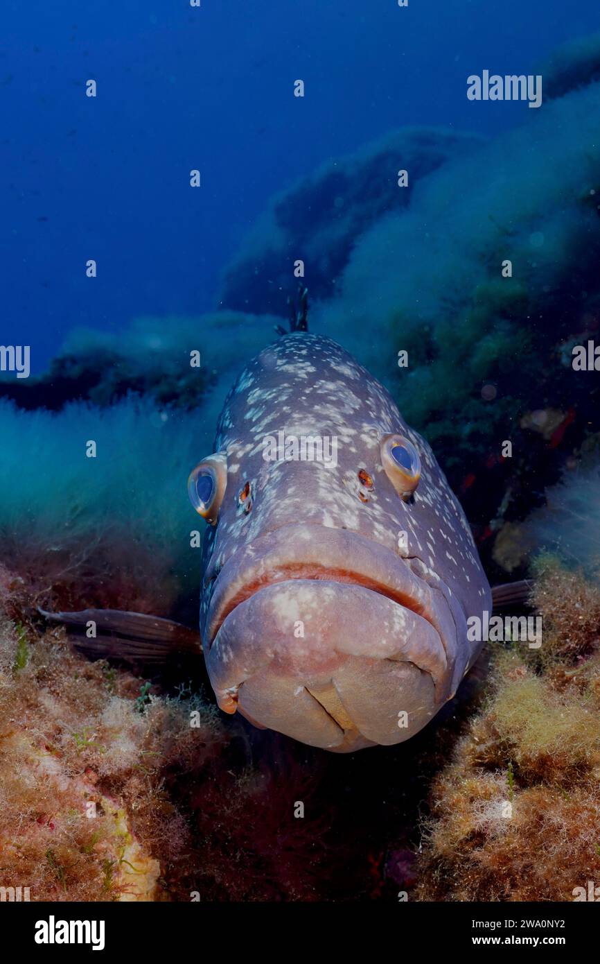 Portrait of dusky grouper (Epinephelus marginatus) (Mycteroperca ...