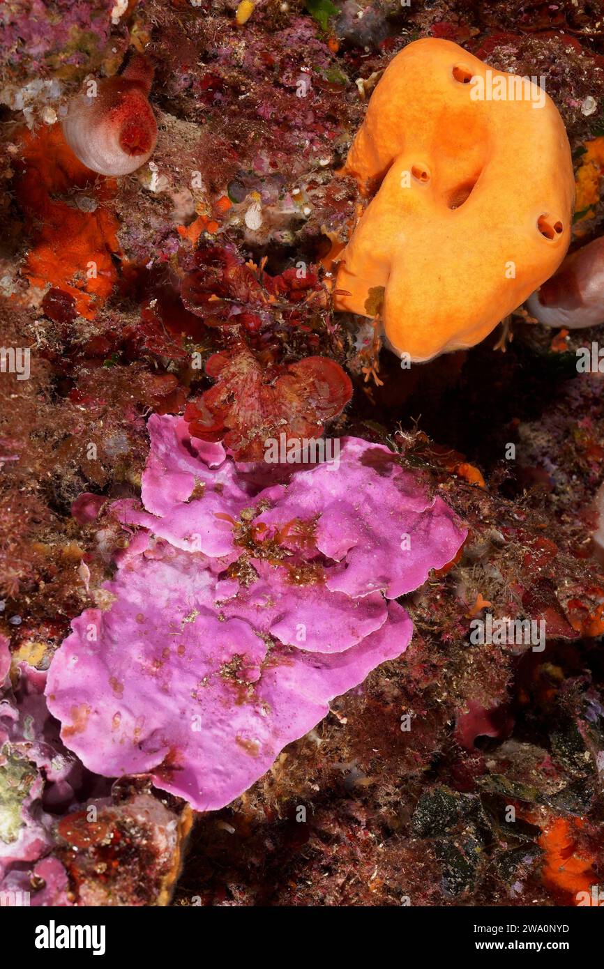 Mesophyllum expansum hi-res stock photography and images - Alamy