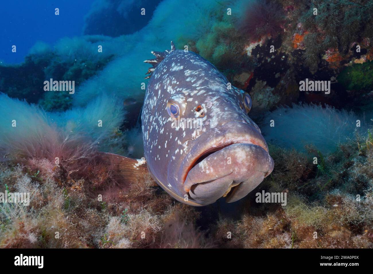Portrait of dusky grouper (Epinephelus marginatus) (Mycteroperca ...