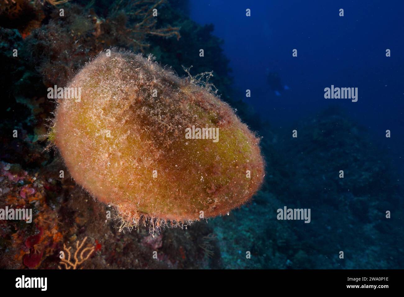 Sea ball, ball algae (Codium bursa), algae, in the Mediterranean Sea ...