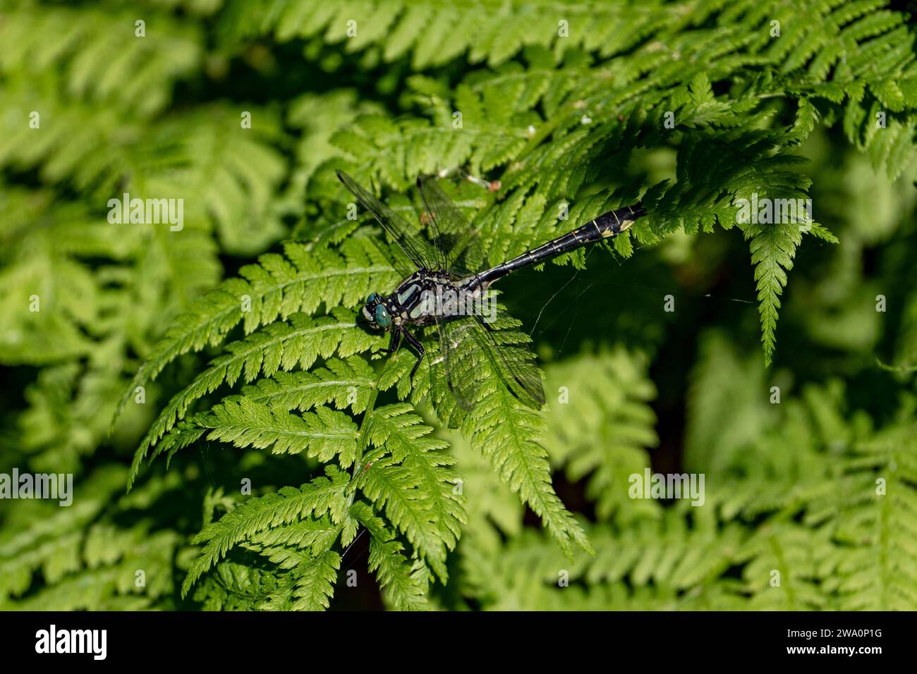 Gomphus vulgatissimus Family Gomphidae Genus Gomphus Common clubtail ...