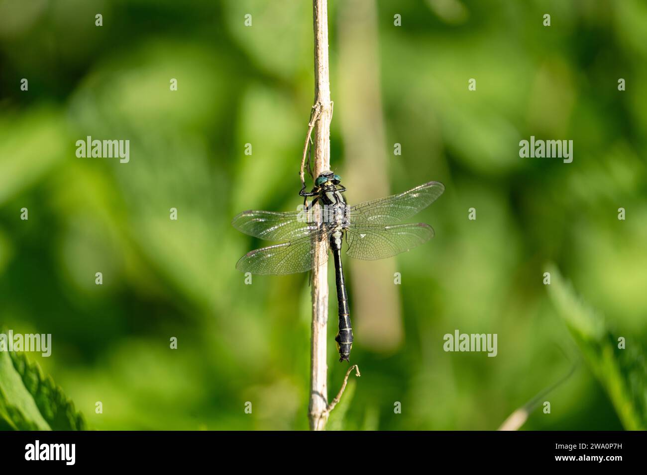 Gomphidae hi-res stock photography and images - Alamy