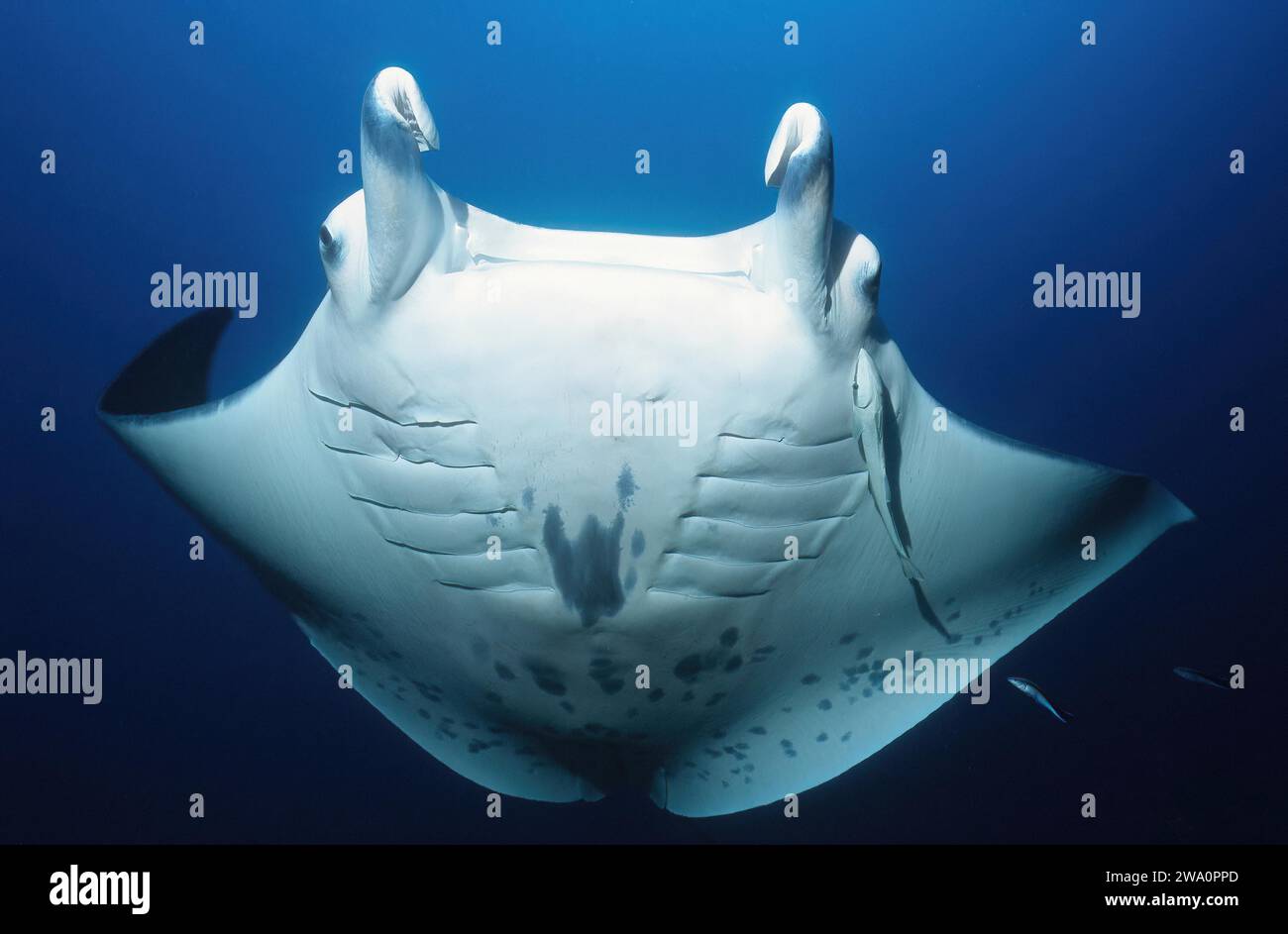 Manta ray (Manta birostris) (Syn. Mobula birostris) Manta ray swimming ...