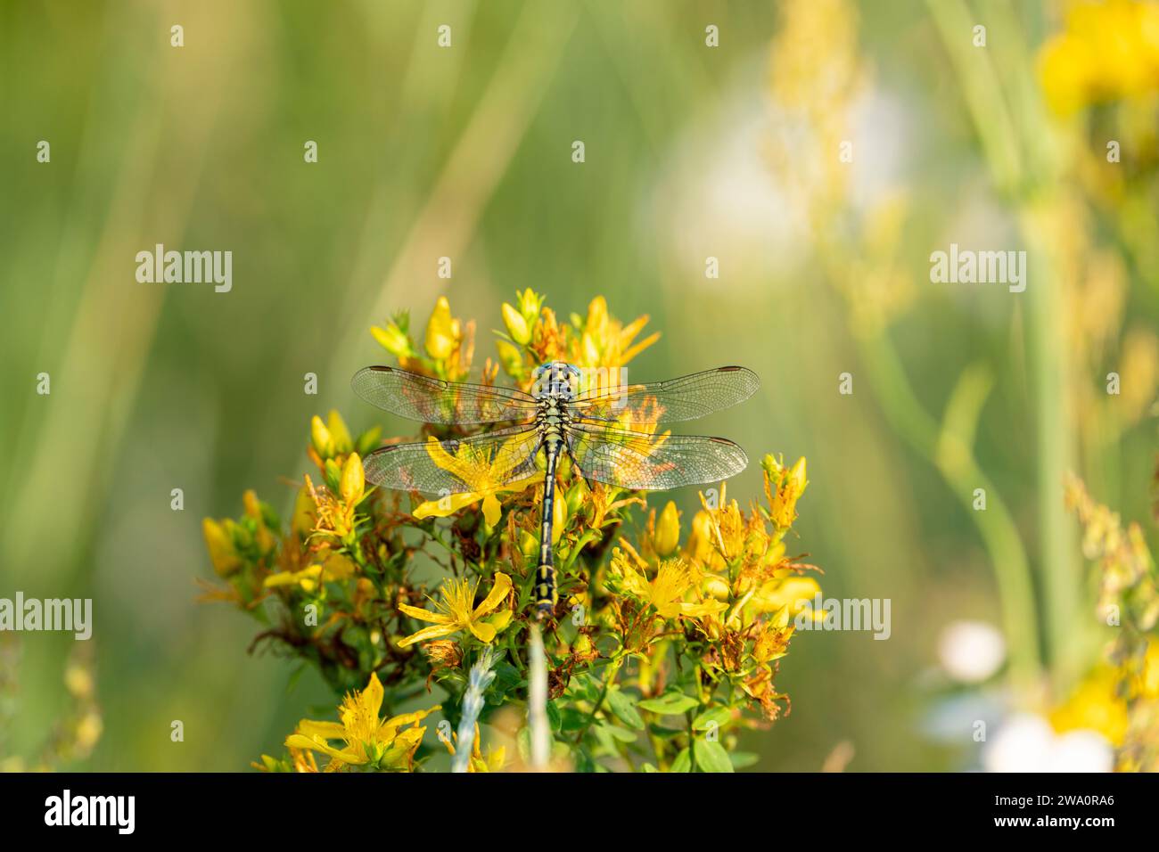 Gomphus flavipes Family Gomphidae Genus Gomphus Yellow-legged dragonfly ...