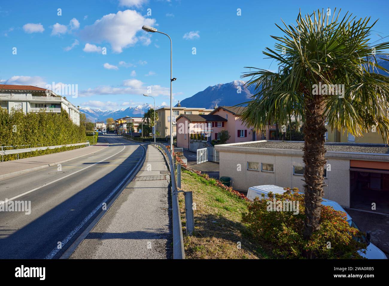 Street through a housing estate with a Chinese hemp palm (Trachycarpus ...
