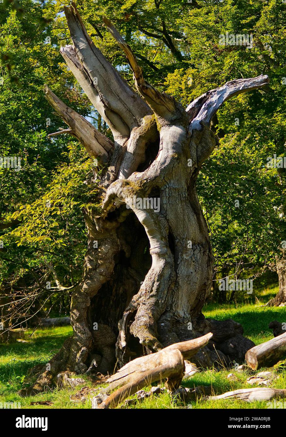 Ancient copper beech (Fagus sylvatica), beech grove, Hutewald Halloh ...
