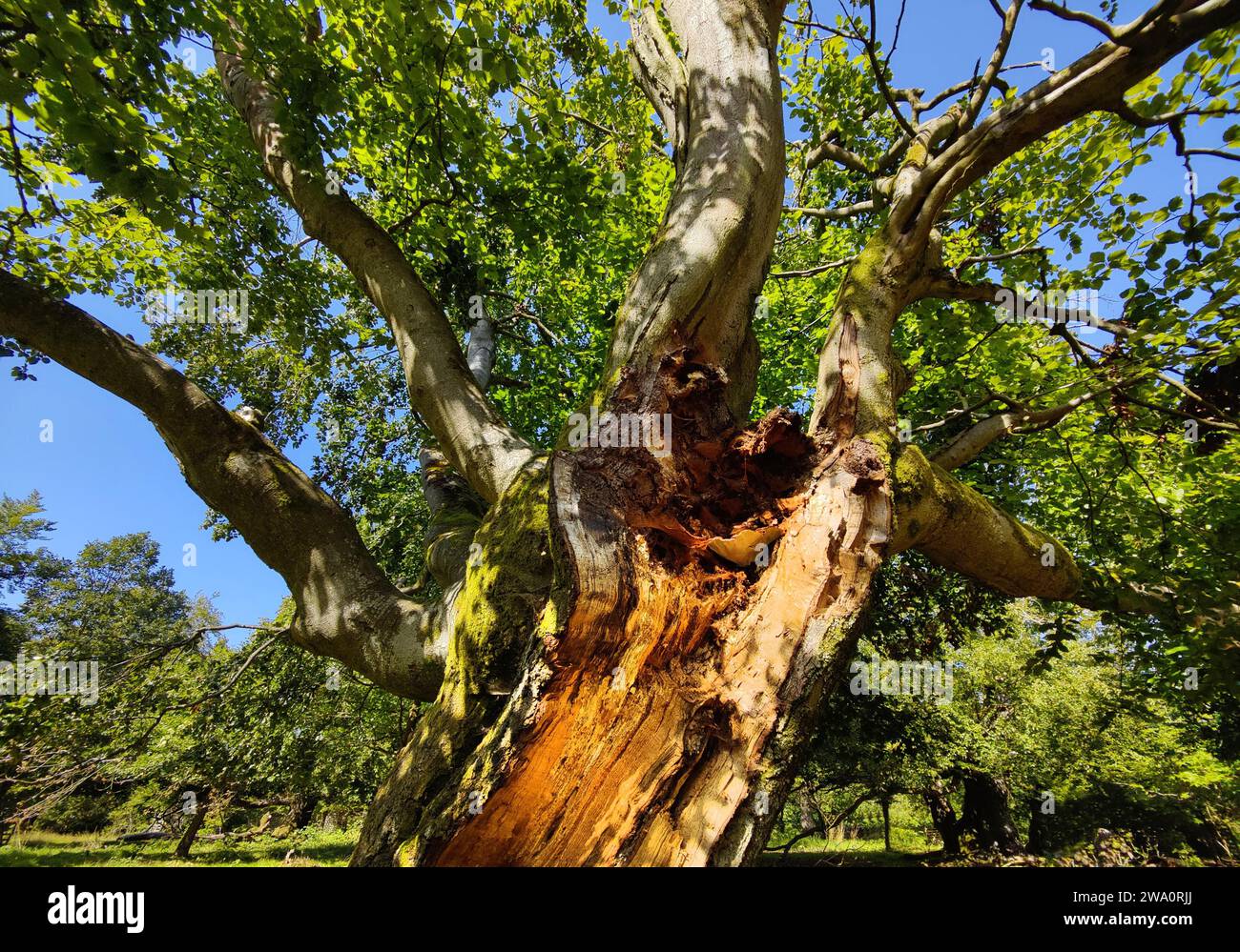 Hutewald Halloh, Kellerwald-Edersee nature park Park, natural monument ...