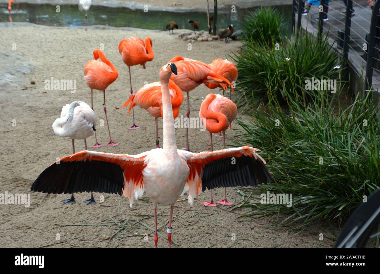 Pink Flamingo spreading his wings showing off for the ladies Stock ...