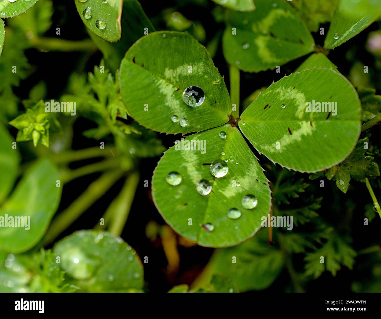 Macro / Flora Stock Photo - Alamy