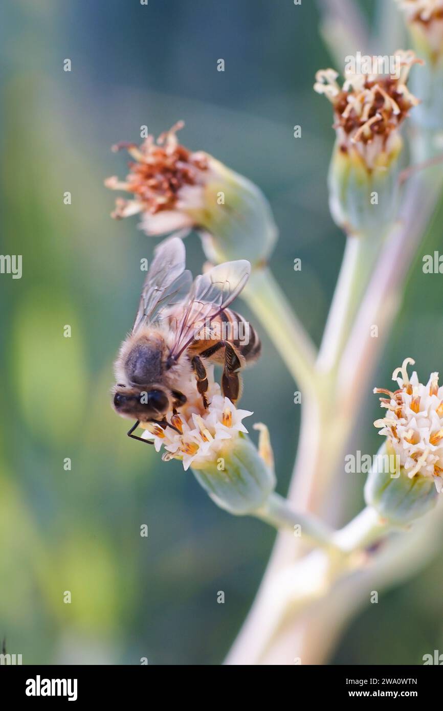 Common garden bee hi-res stock photography and images - Alamy