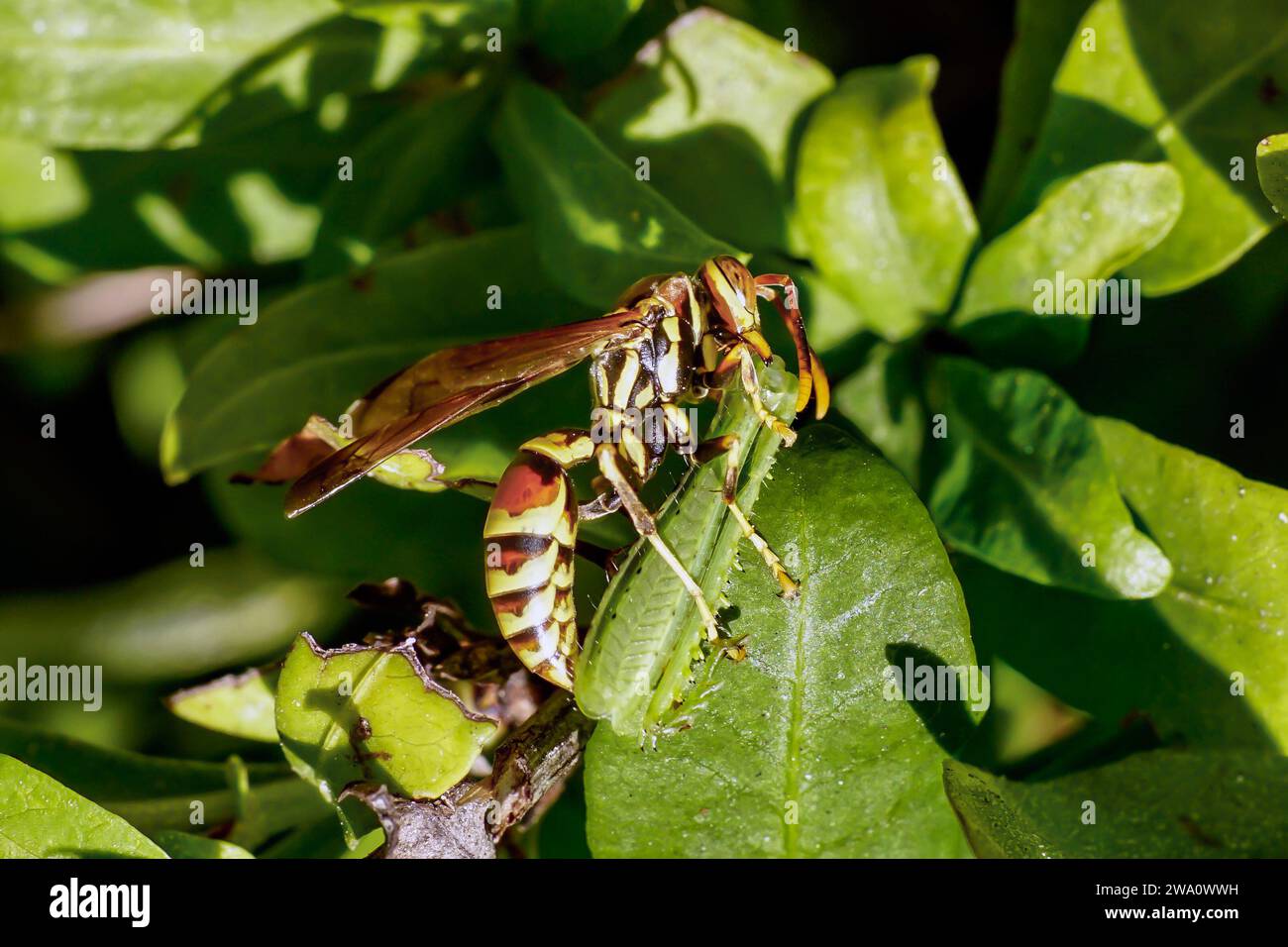 A common paper wasp wrestles with leg of it's prey Stock Photo - Alamy