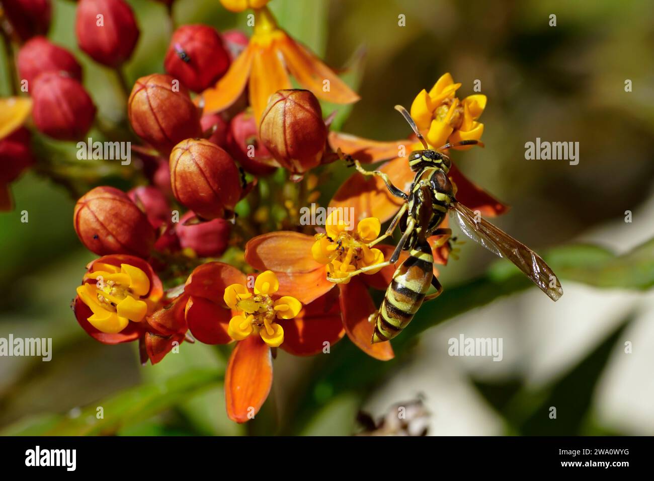 A common paper wasp wrestles on a milkweed plant Stock Photo - Alamy