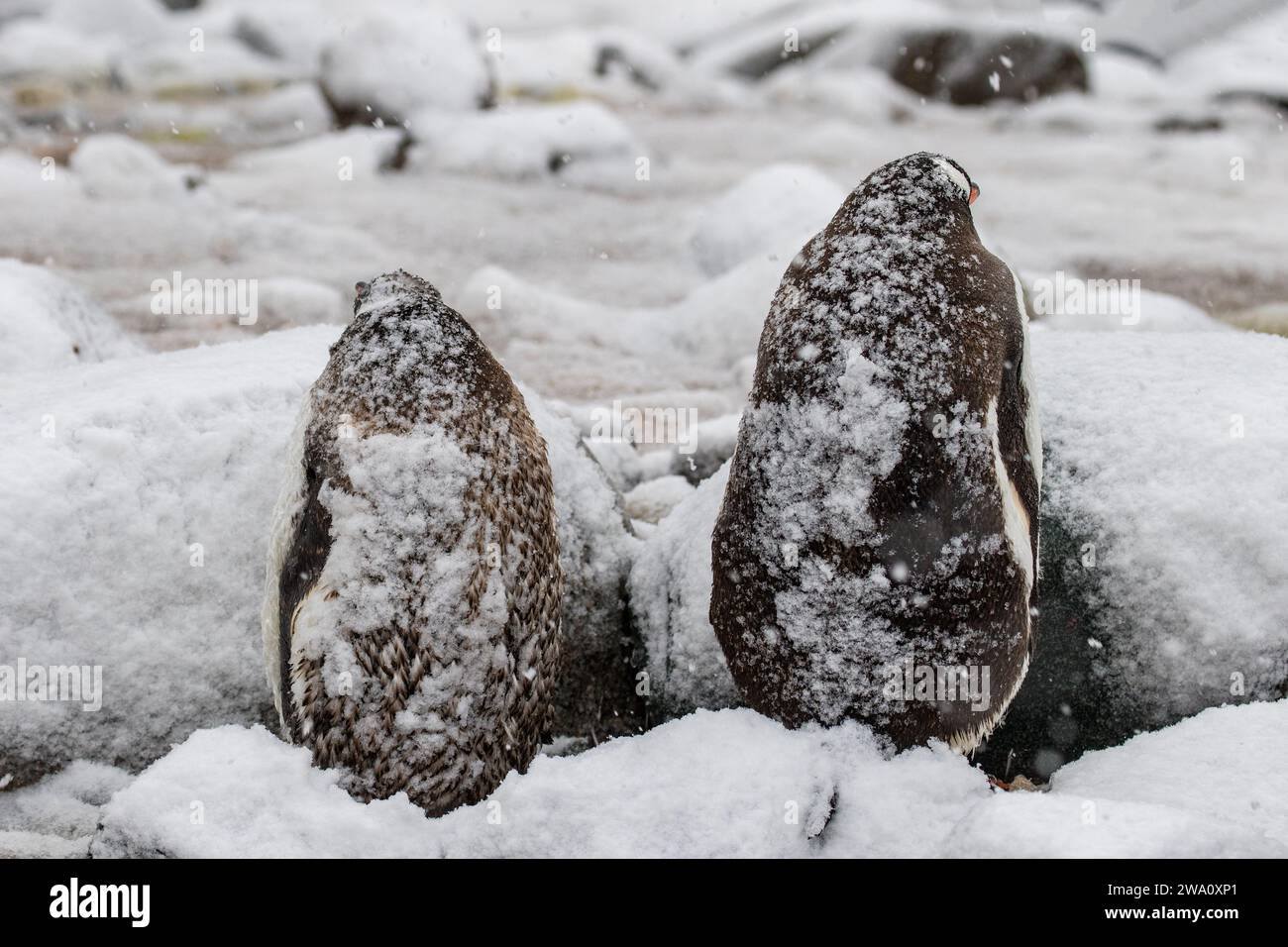 Penguin storm snow hi-res stock photography and images - Alamy