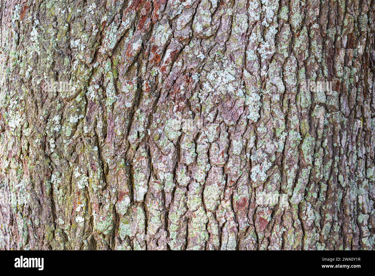 Nature's intricate artwork up close – the textured elegance of oak tree ...
