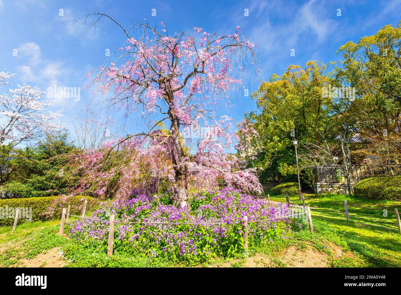 Beautiful Weeping Sakura at Awataguchi Aokusu no Niwa Park in Kyoto ...