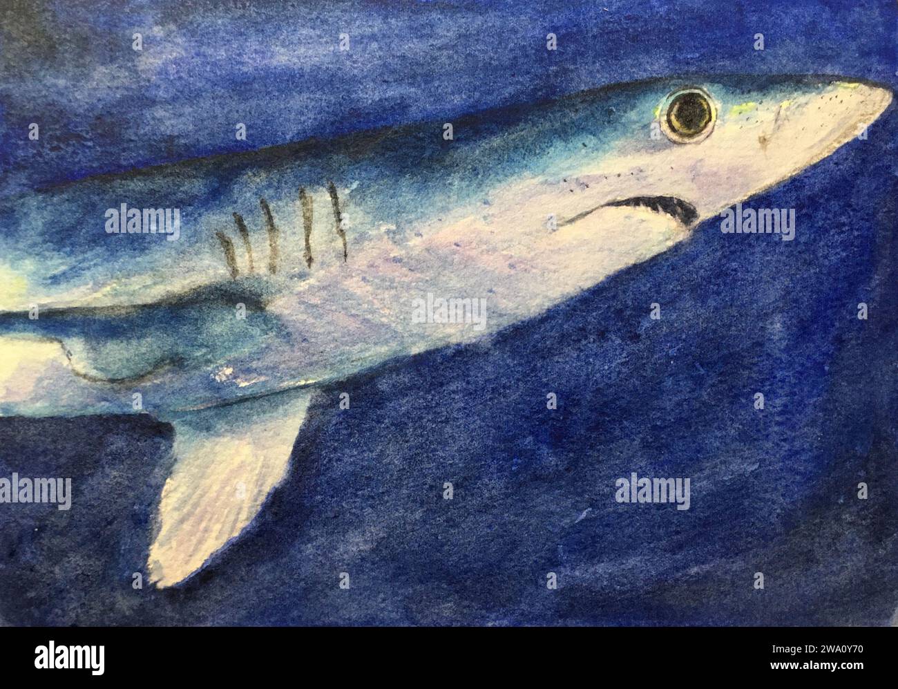 Watercolor painting of shark Stock Photo - Alamy