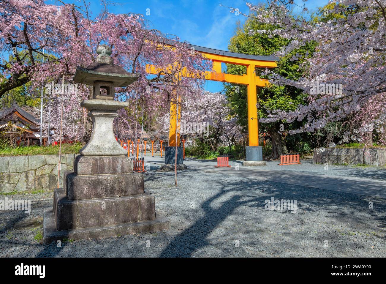 Kyoto, Japan - March 29 2023: Hirano-jinja is the site of a cherry ...