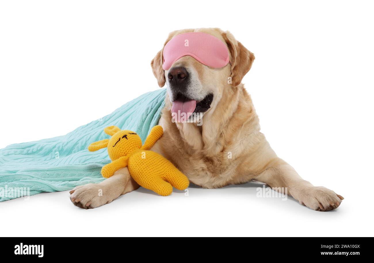 Cute Labrador Retriever with sleep mask and crocheted bunny under ...