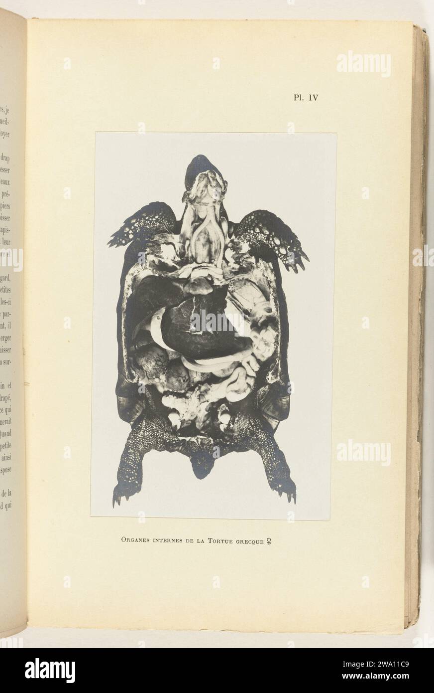 Opened Greek turtle with the organs visible, c. 1891 - In or Before ...