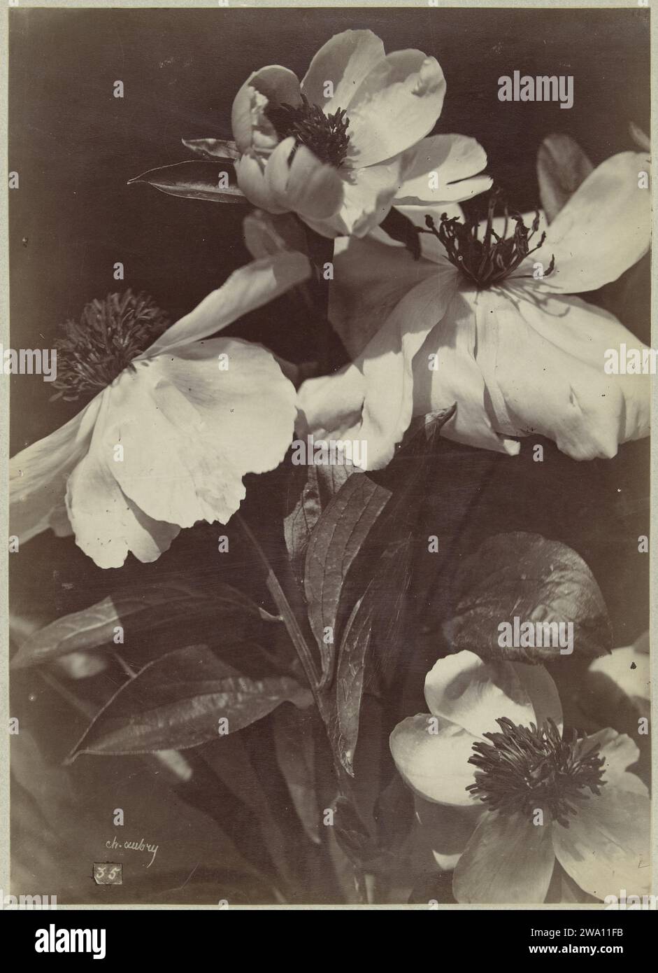 Flower still life with peonies, 1864 - 1872 photograph Paris paper ...