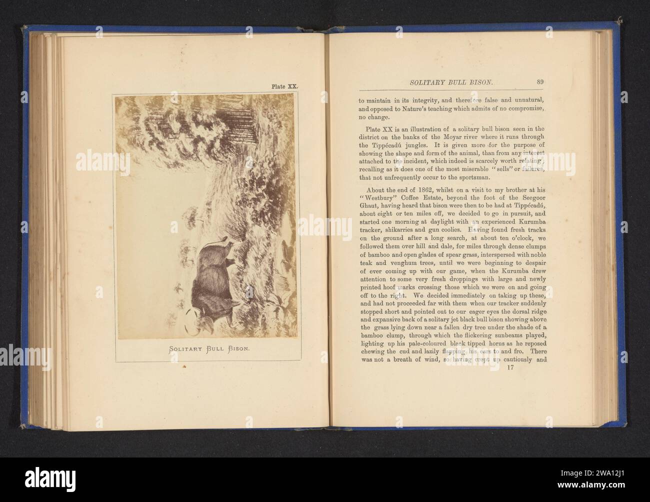 Photo production of a drawing of a bison, Nicholas & Co., after G.A.R ...