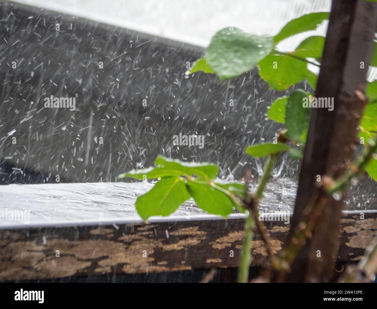 Green rose leaves in the heavy falling rain, bouncing up and splashing ...
